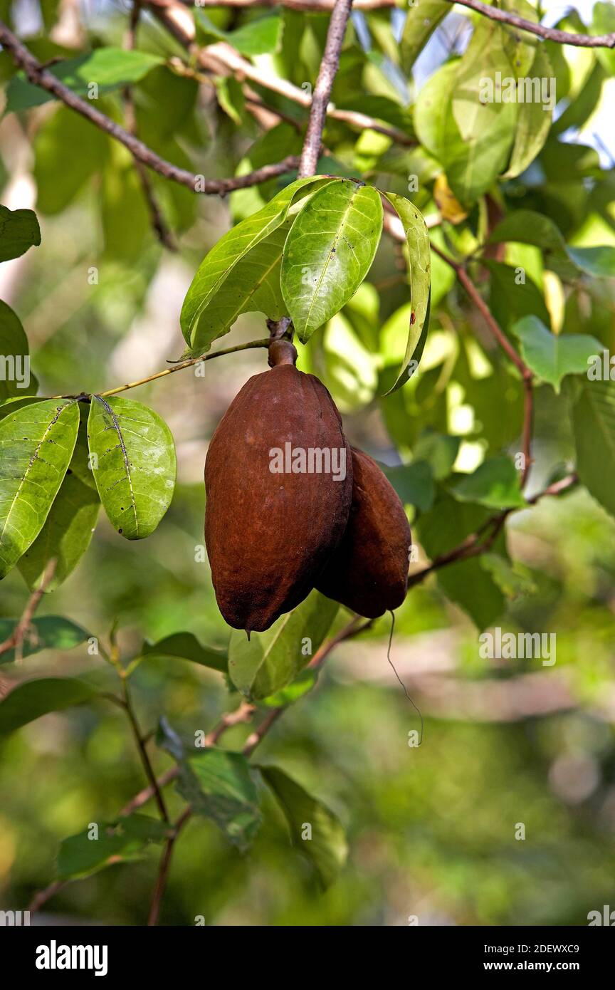 Fruit of Tree Called Water Cocoa, Orinoco Delta in Venezuela Stock ...