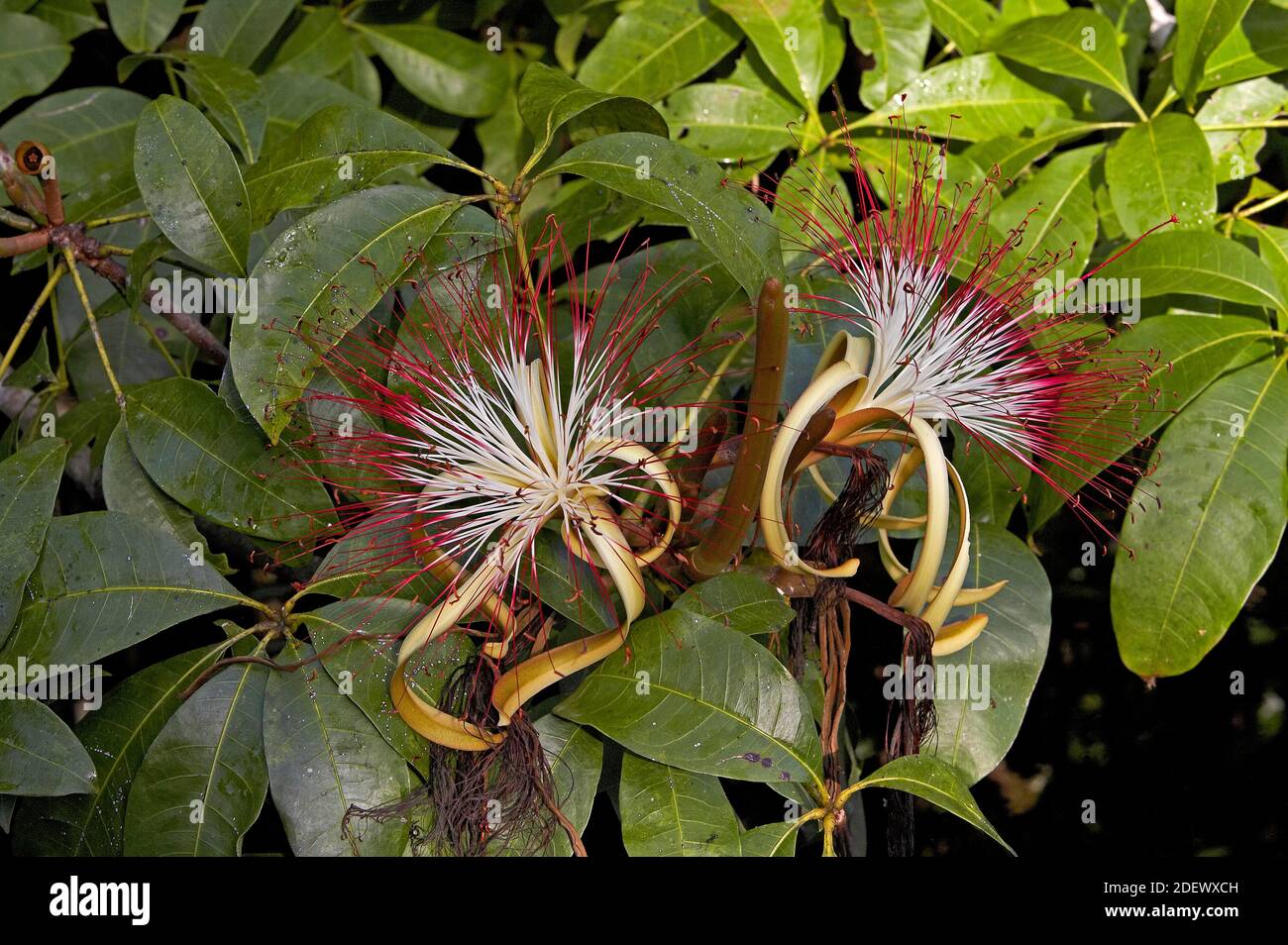 Flower of Tree Called Water Cocoa, Orinoco Delta in Venezuela Stock ...