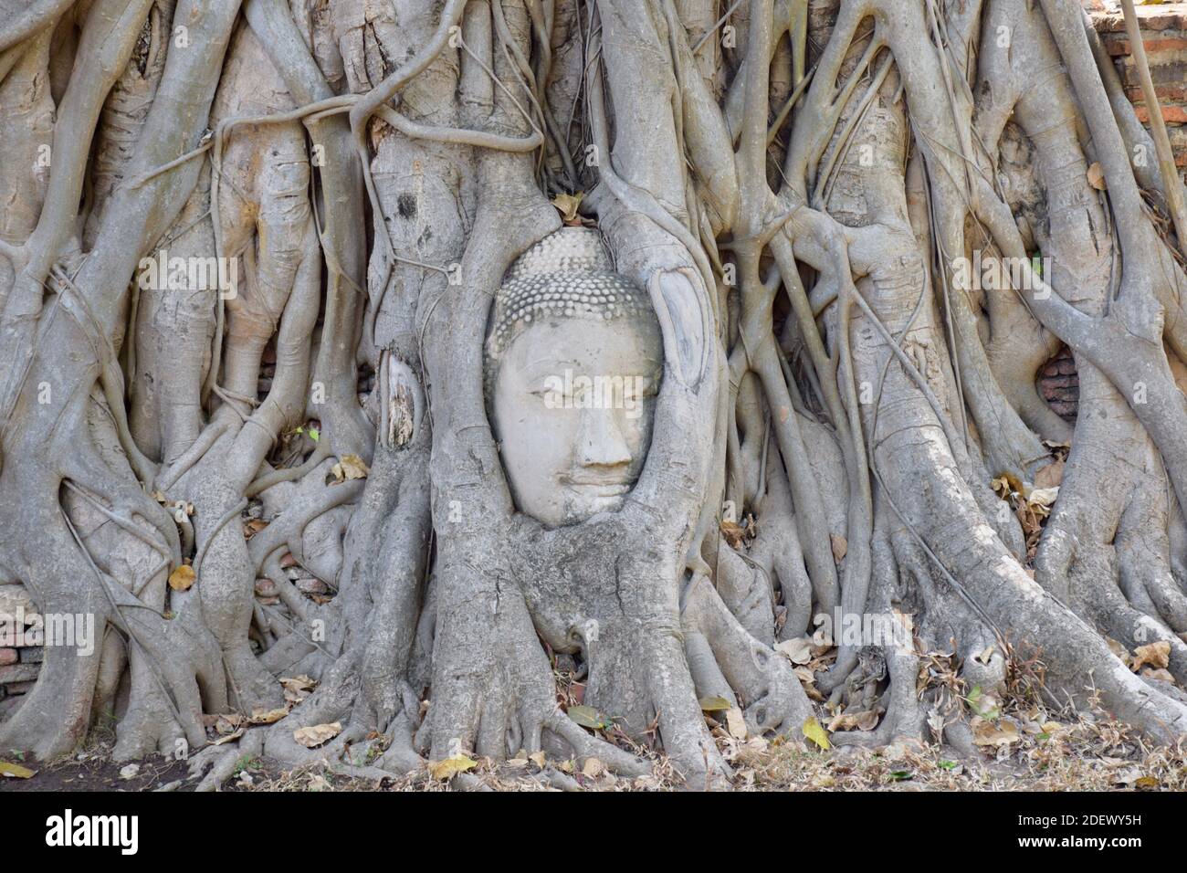 Forgotten buddha hi-res stock photography and images - Alamy