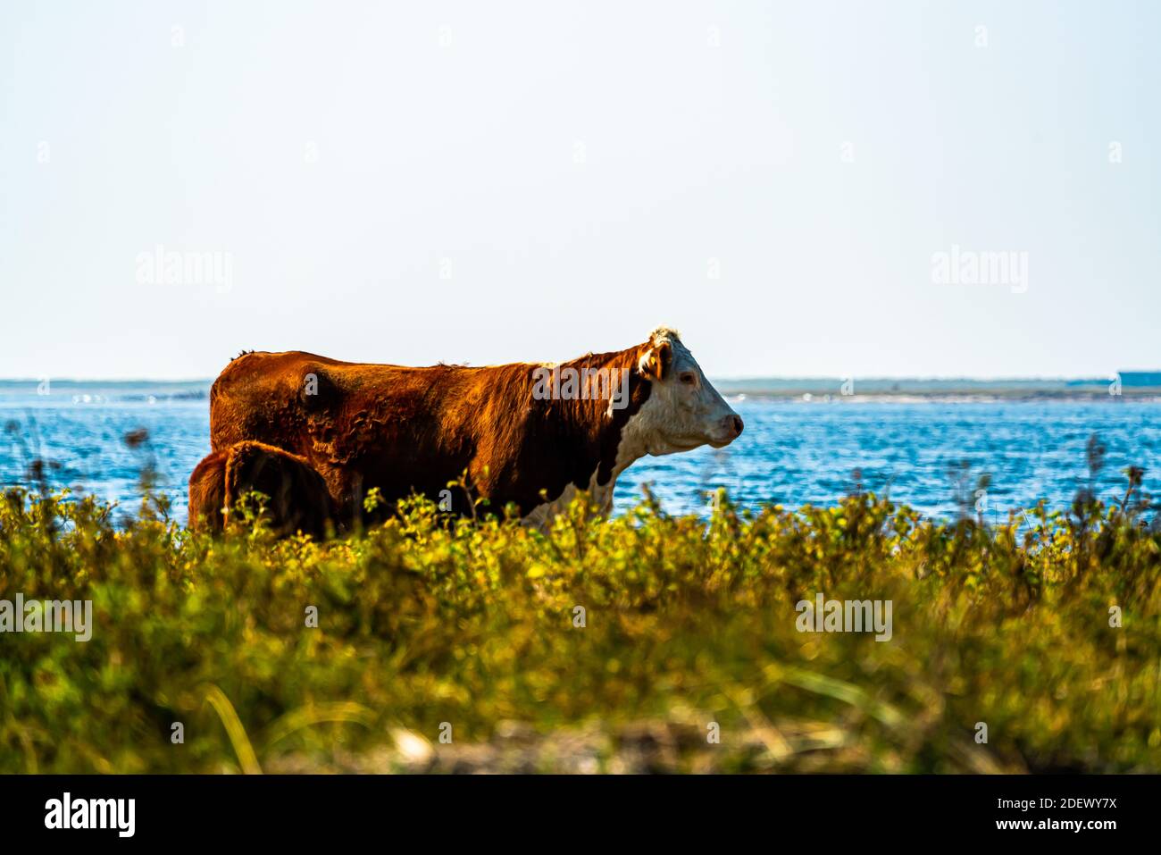 Muscled cow hi-res stock photography and images - Alamy