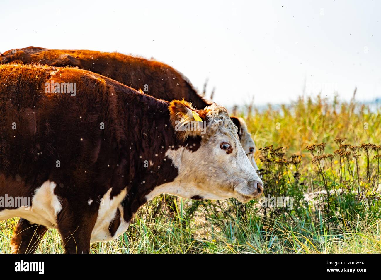 Brahman cow cows cattle grazing hi-res stock photography and images - Alamy