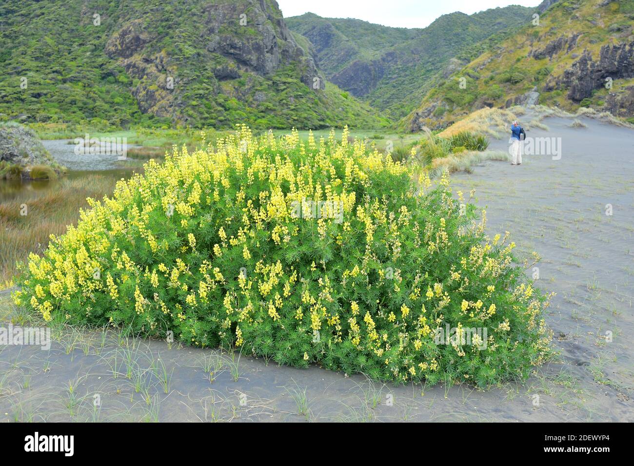 View of Tree Lupin (Lupinus arboreus) shrub with yellow pea-like ...
