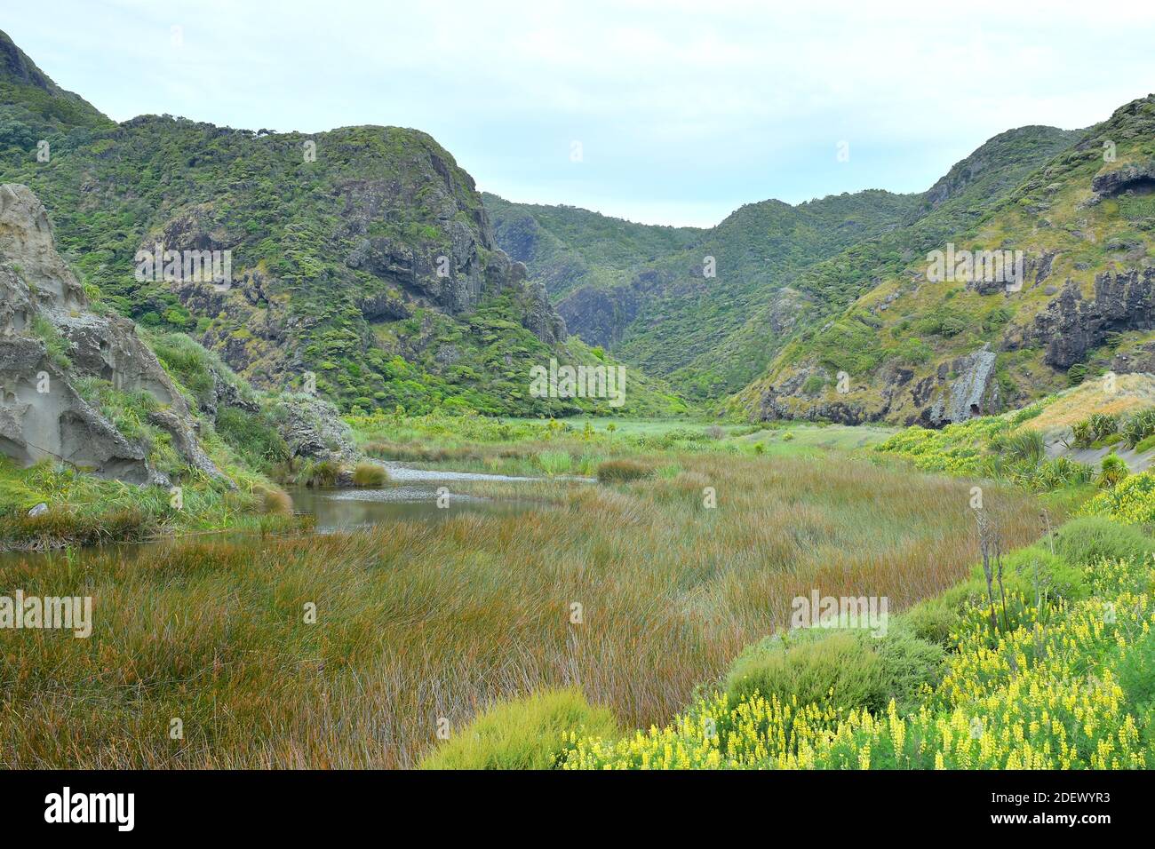 View of Pararaha Valley lake at Whatipu Reserve with Waitakere Ranges ...