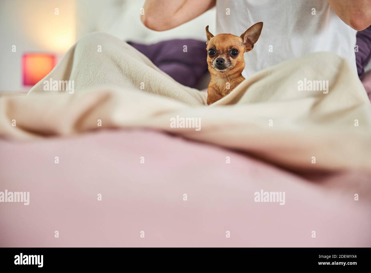 Chihuahua dog sticking out hi-res stock photography and images - Alamy