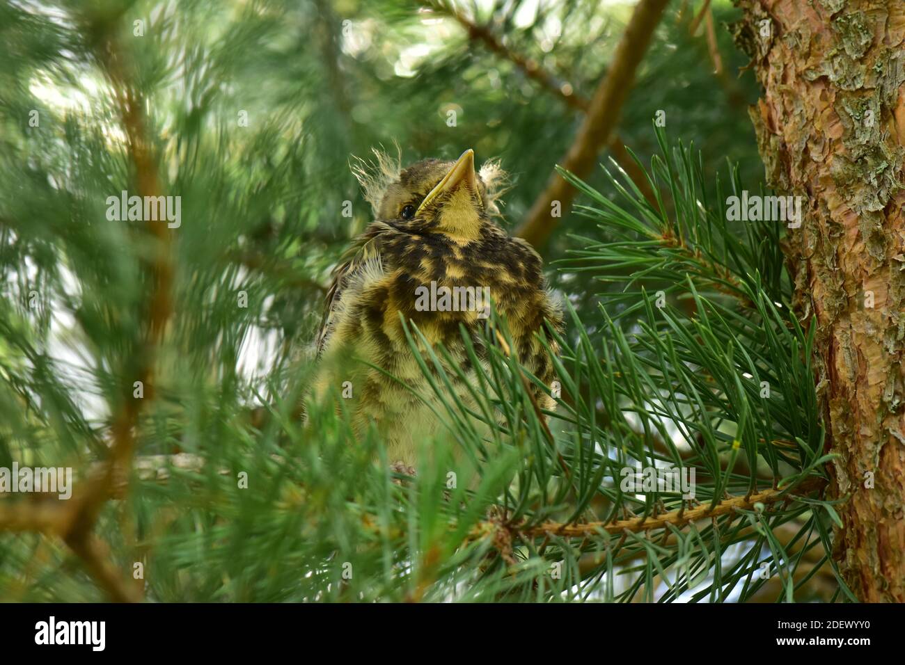 Thrush in detail hi-res stock photography and images - Alamy