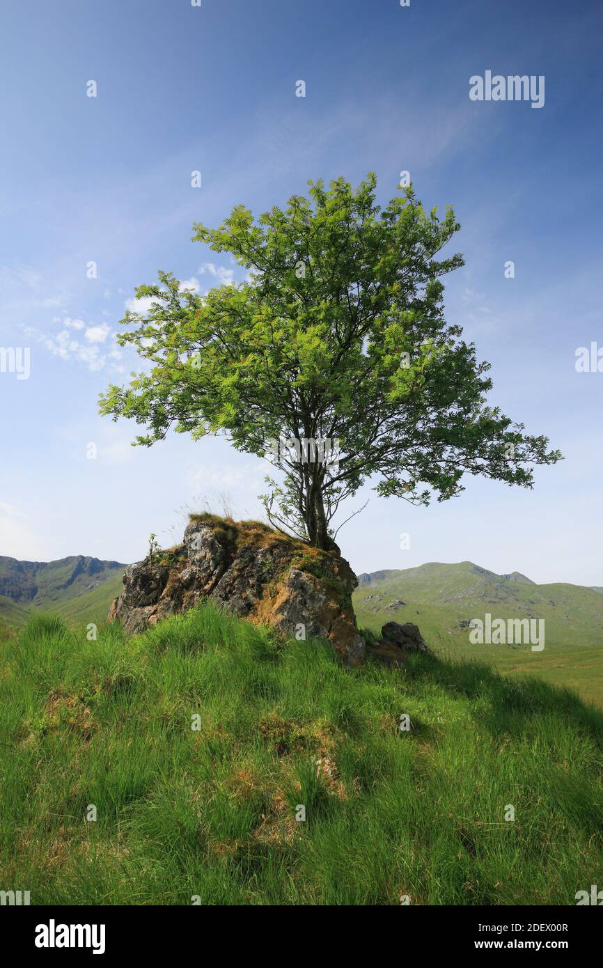 geography / travel, Great Britain, Scotland, tree on rock, Additional ...