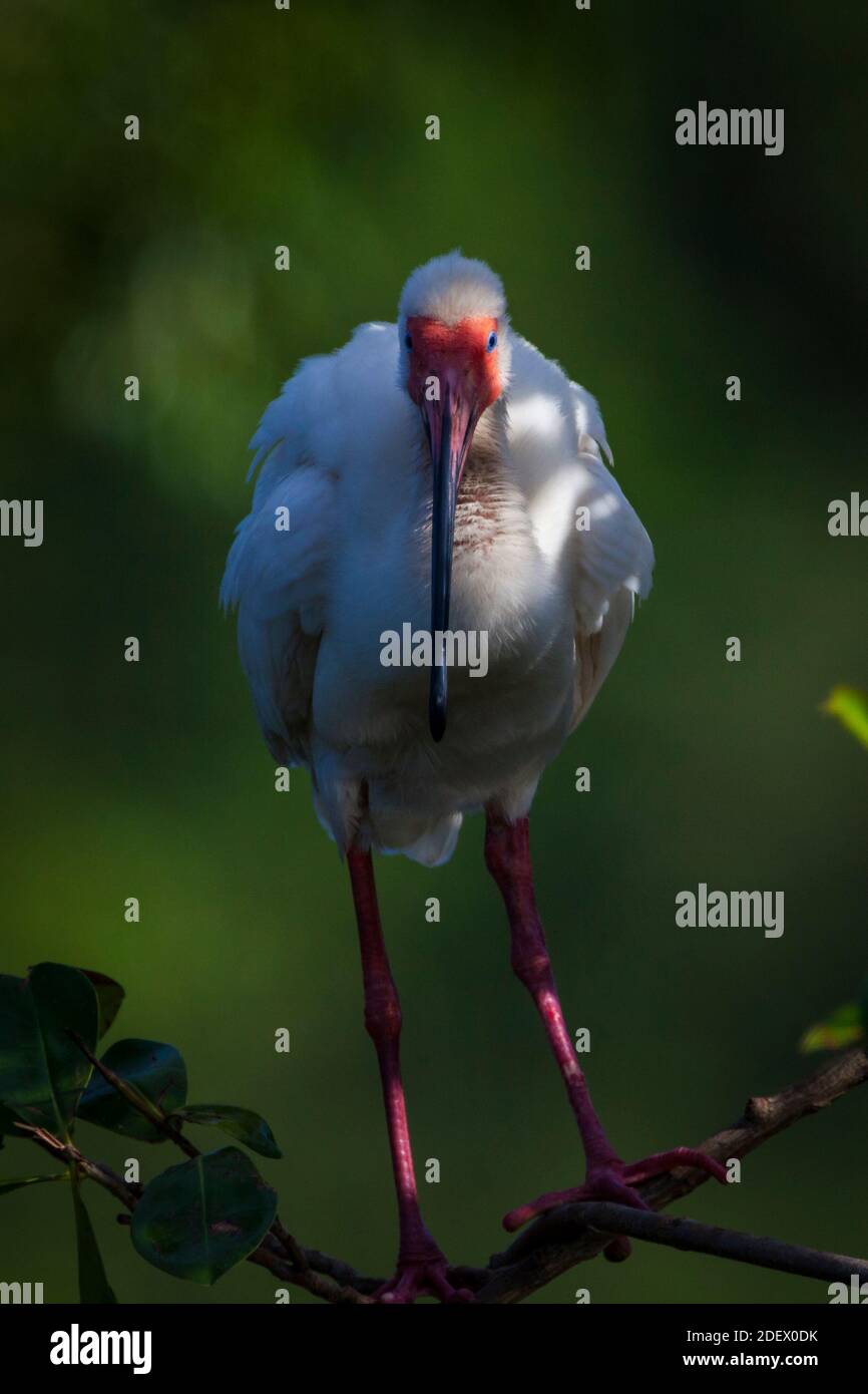 White Ibis, Eudocimus albus, at Quebro in the Veraguas province ...