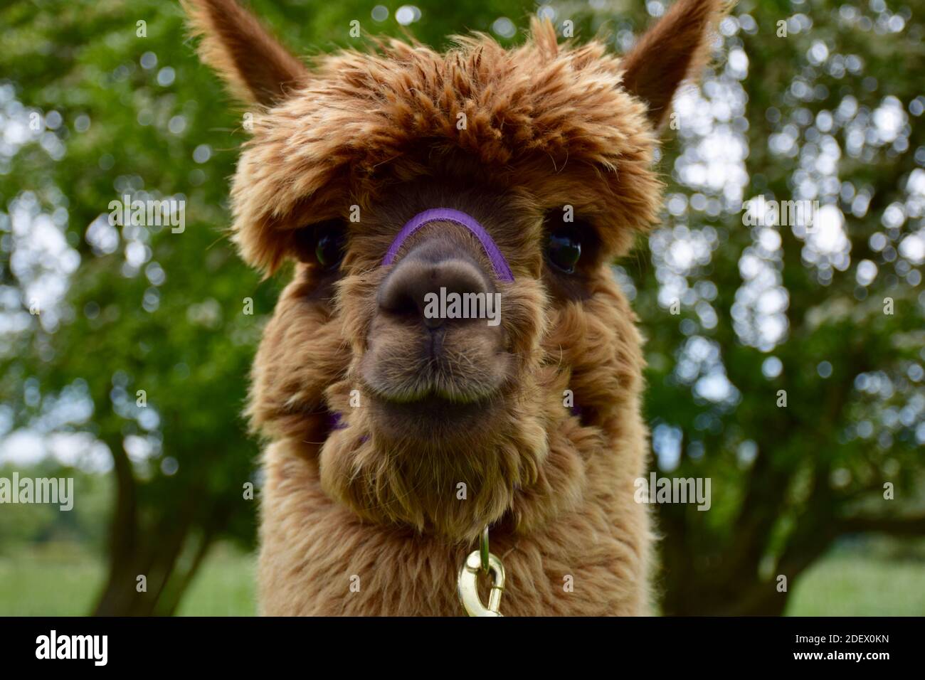 Alpaca Face Close Up Stock Photo - Alamy