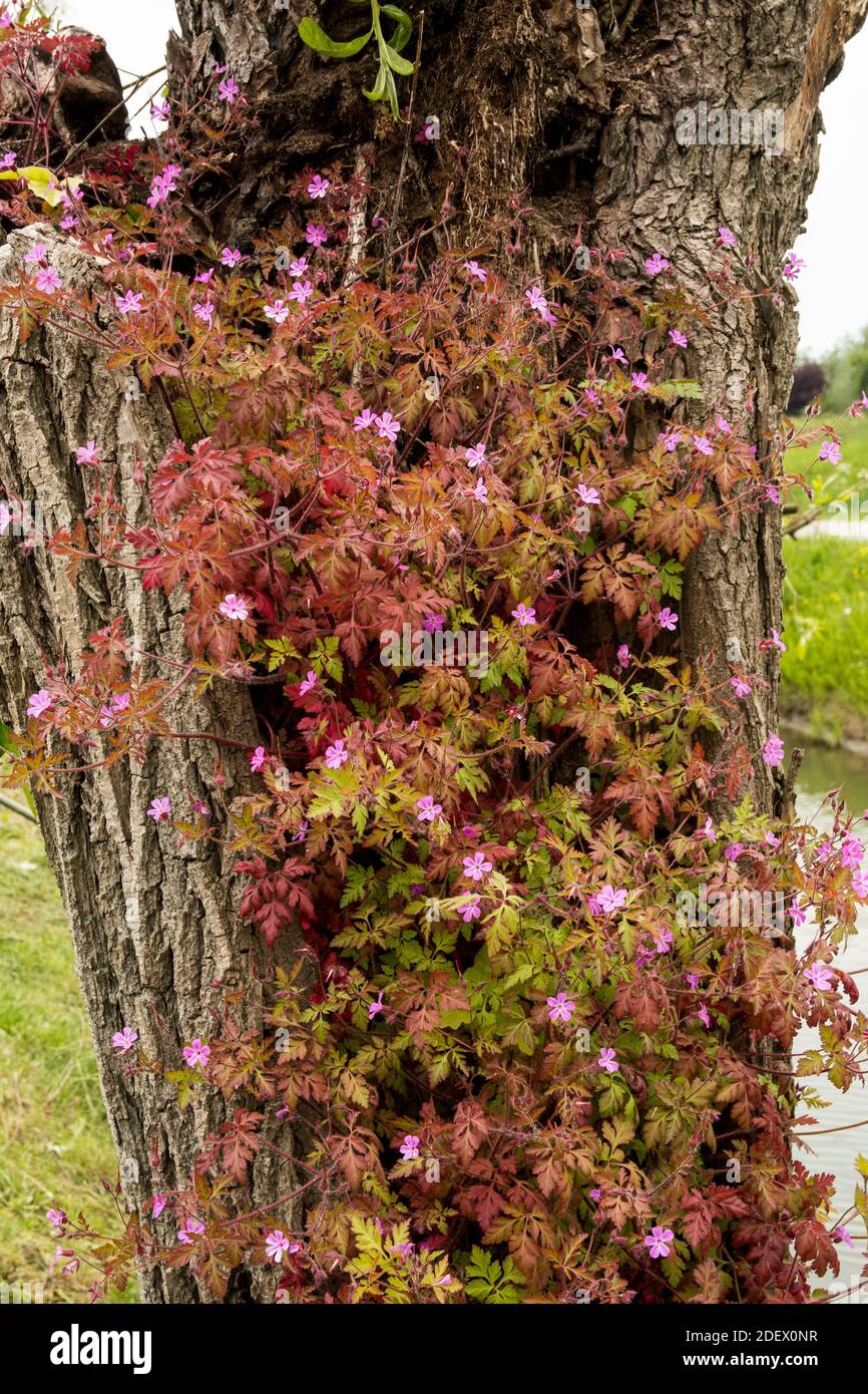 Herb Robert growing in a tree Stock Photo - Alamy