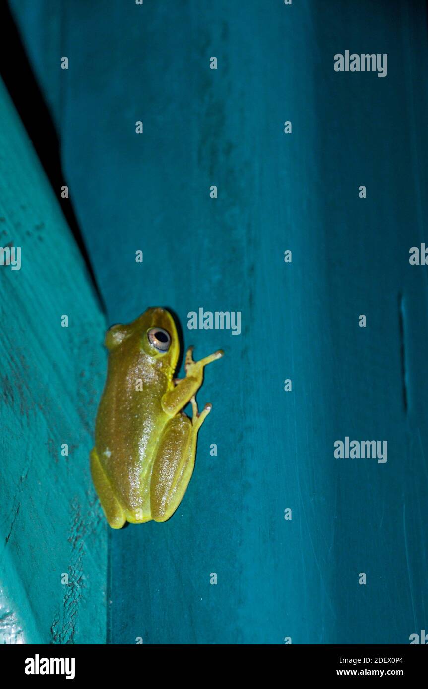Seychelles tree frog hi-res stock photography and images - Alamy