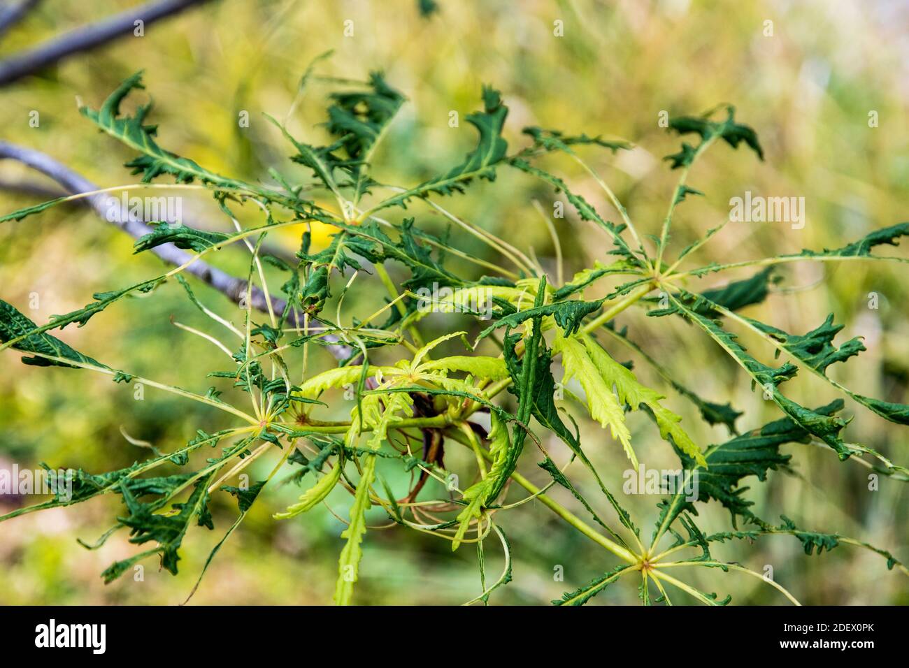 Incised leaves of Aesculus hippocastanum 'Laciniata' Stock Photo - Alamy