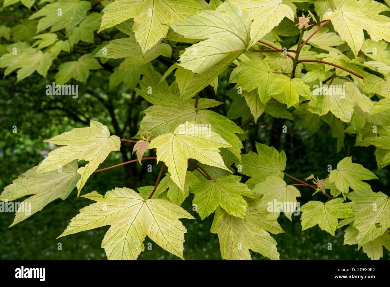The nearly white leaves of Acer pseudoplatanus 'Brilliantissimum' Stock ...