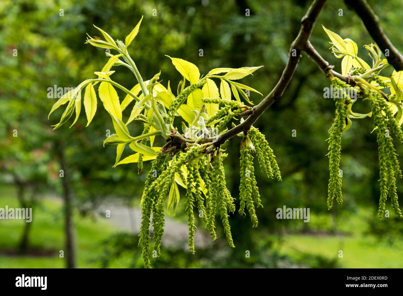 Flowers of Carya illinoinensis Stock Photo - Alamy