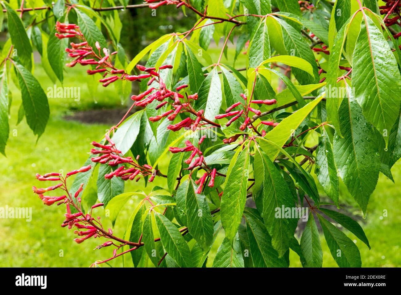 Aesculus sylvatica hi-res stock photography and images - Alamy