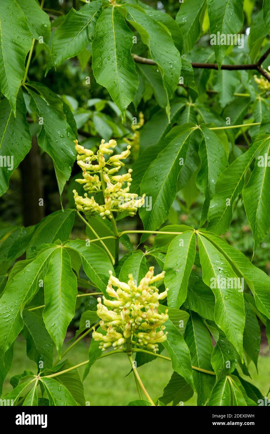 Aesculus Pavia High Resolution Stock Photography and Images - Alamy