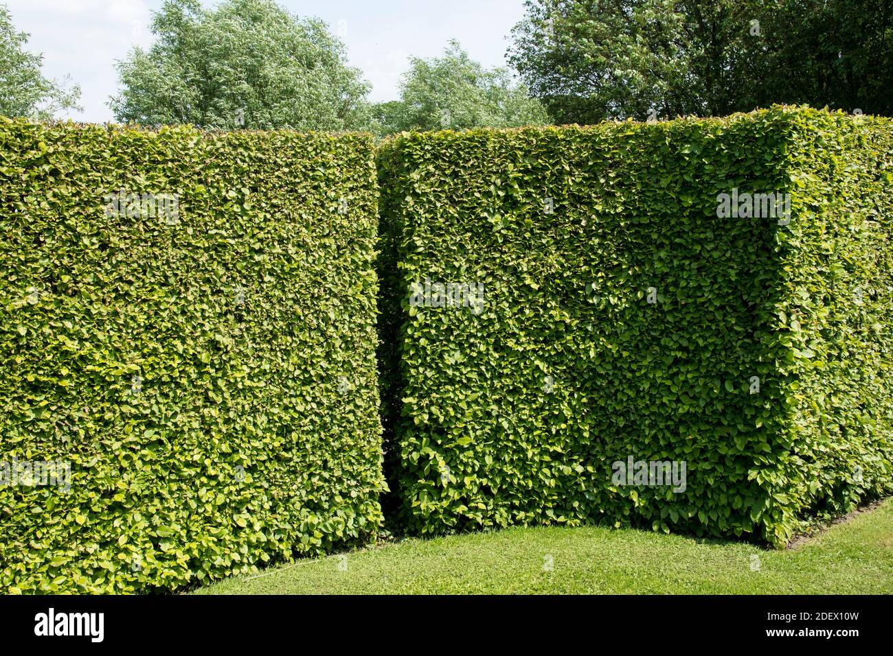 Hedges of Carpinus betulus Stock Photo - Alamy