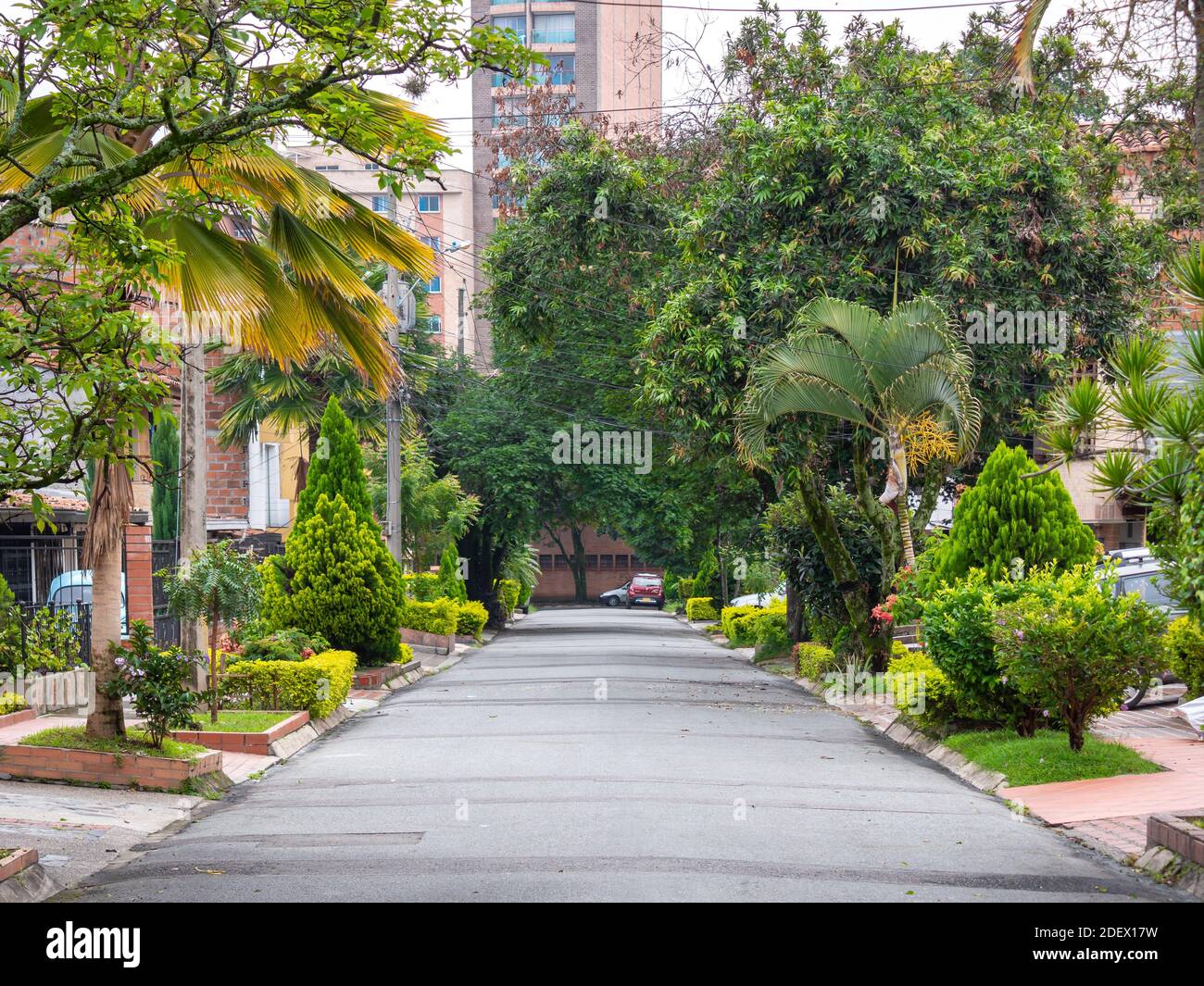 Quiet Street with Many High Trees, and Plants in Medellin, Colombia ...