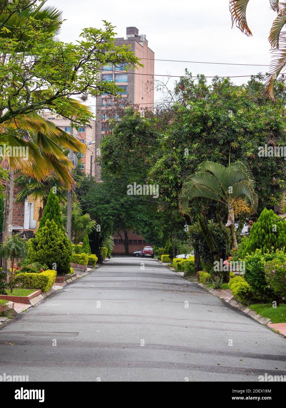 Quiet Street with Many High Trees, and Plants in Medellin, Colombia ...