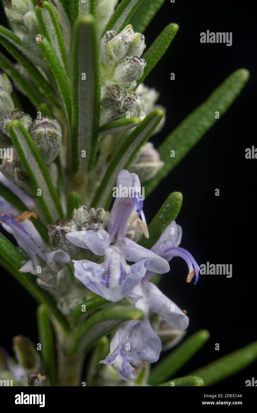 Flowers of Rosmarinus officinalis Stock Photo - Alamy