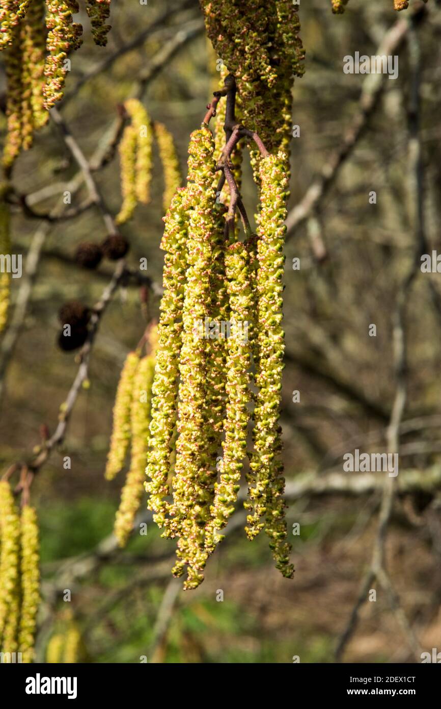 The catkins of Alnus glutinosa Stock Photo - Alamy