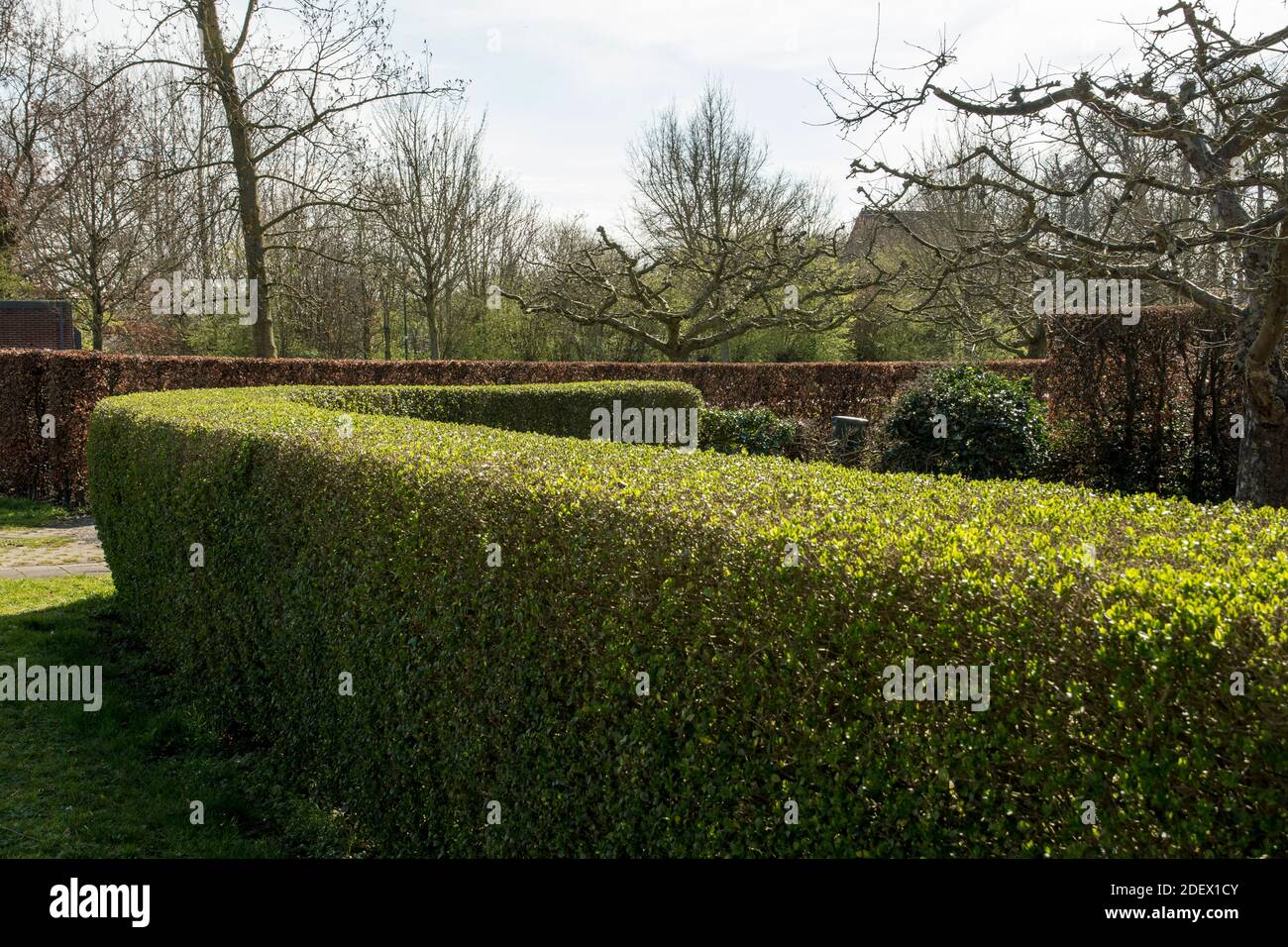 Hedges of Ligustrum en Carpinus Stock Photo - Alamy