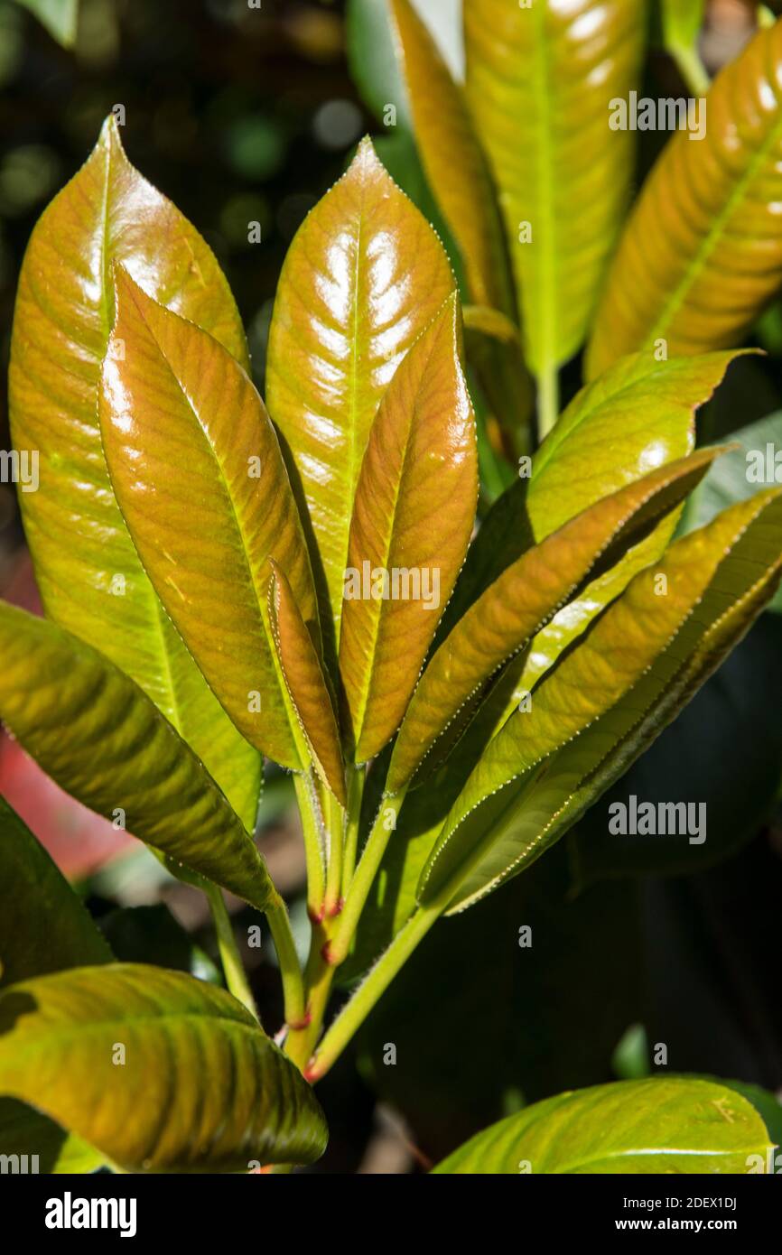 Fresh leaves of Photinia serrulata Stock Photo - Alamy