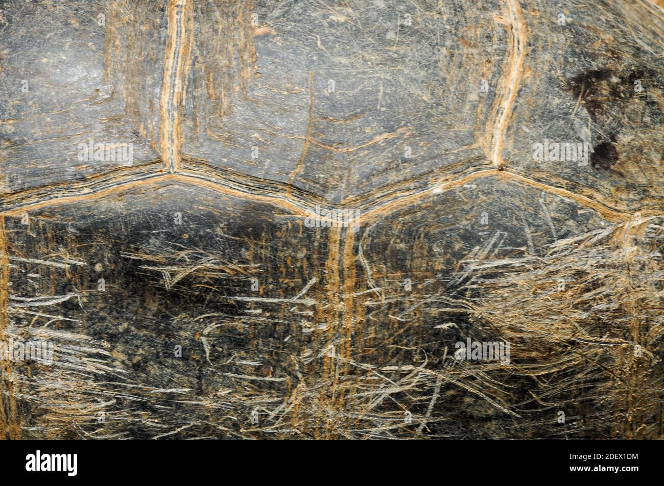 Tortoise shell material hi-res stock photography and images - Alamy