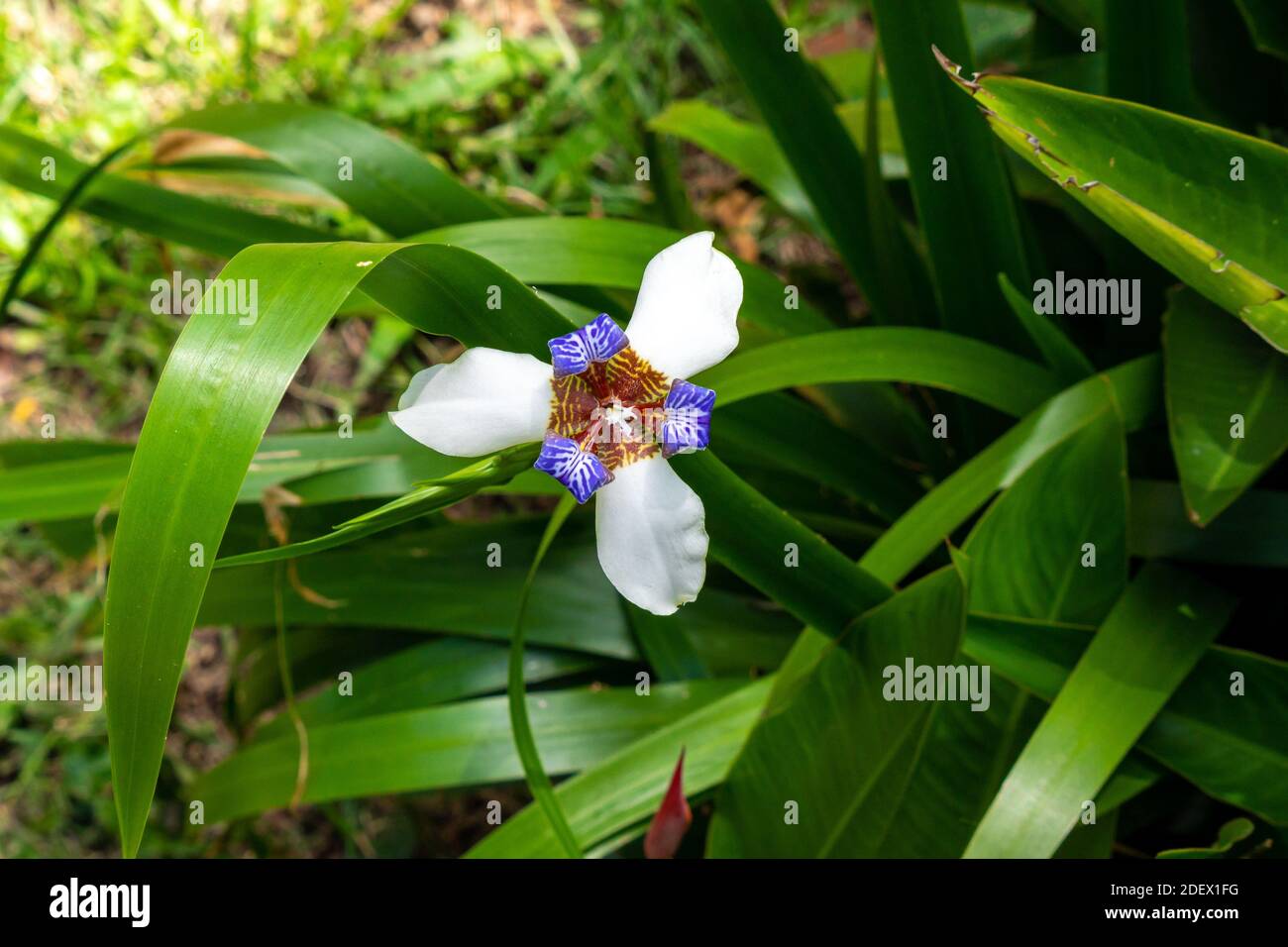 White Flower knows as Walking Iris, Apostle's Iris and Apostle Plant ...