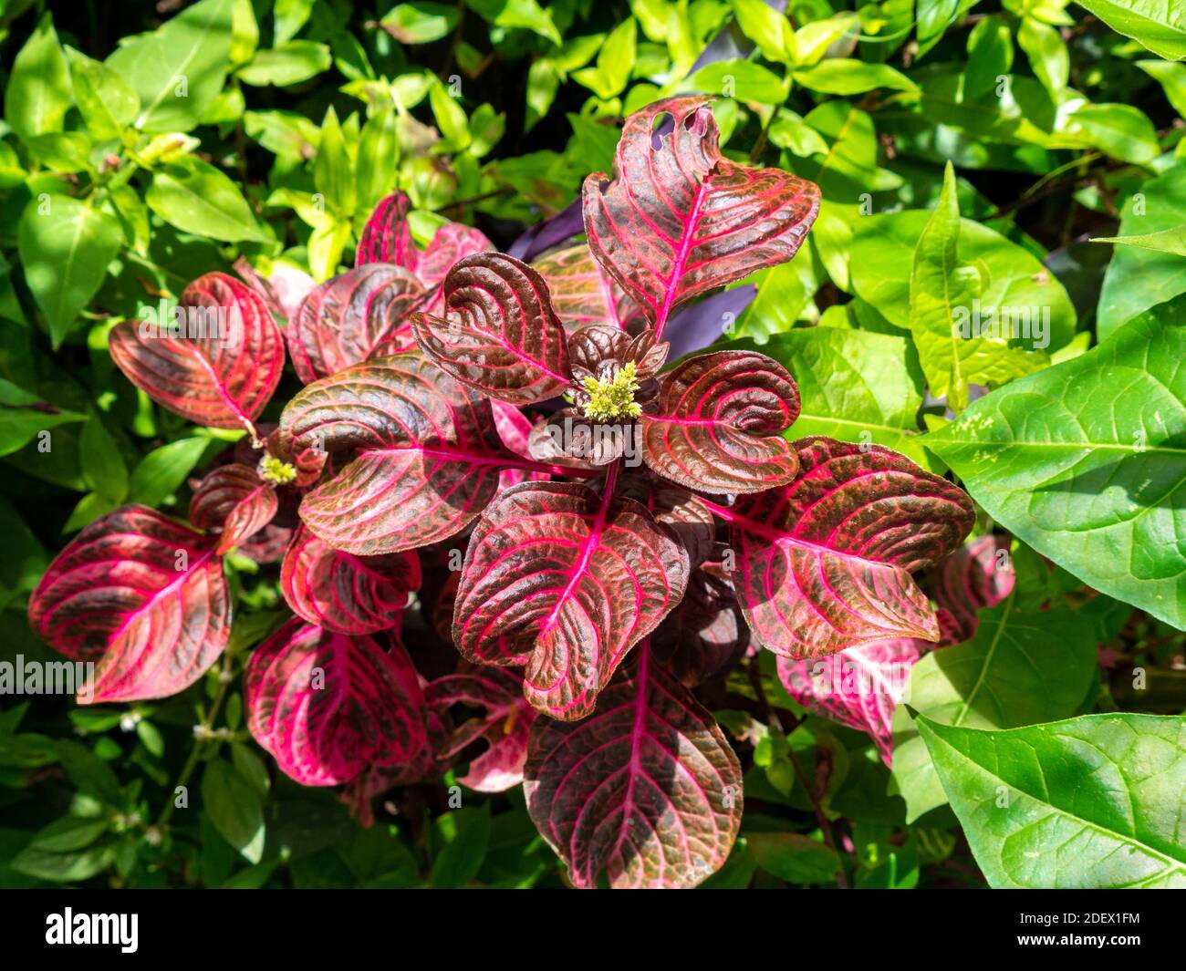 Iresine, Reddish Leaves with Fuchsia Stem in the Middle Stock Photo - Alamy