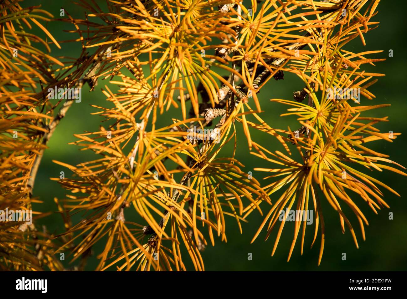Yellow needles of Pseudolarix amabilis Stock Photo - Alamy