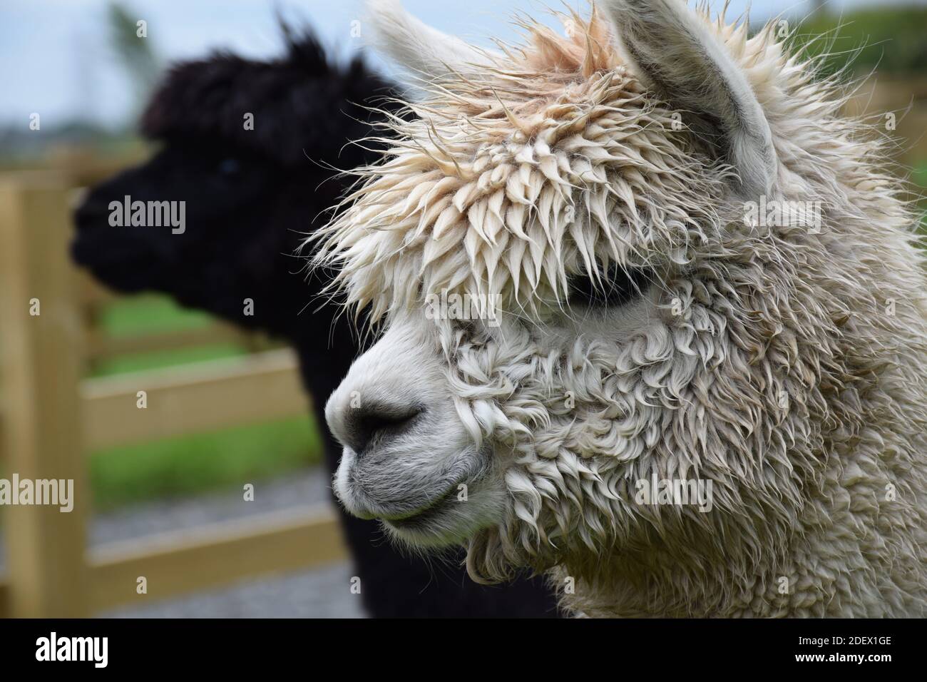 Chilling alpaca hi-res stock photography and images - Alamy