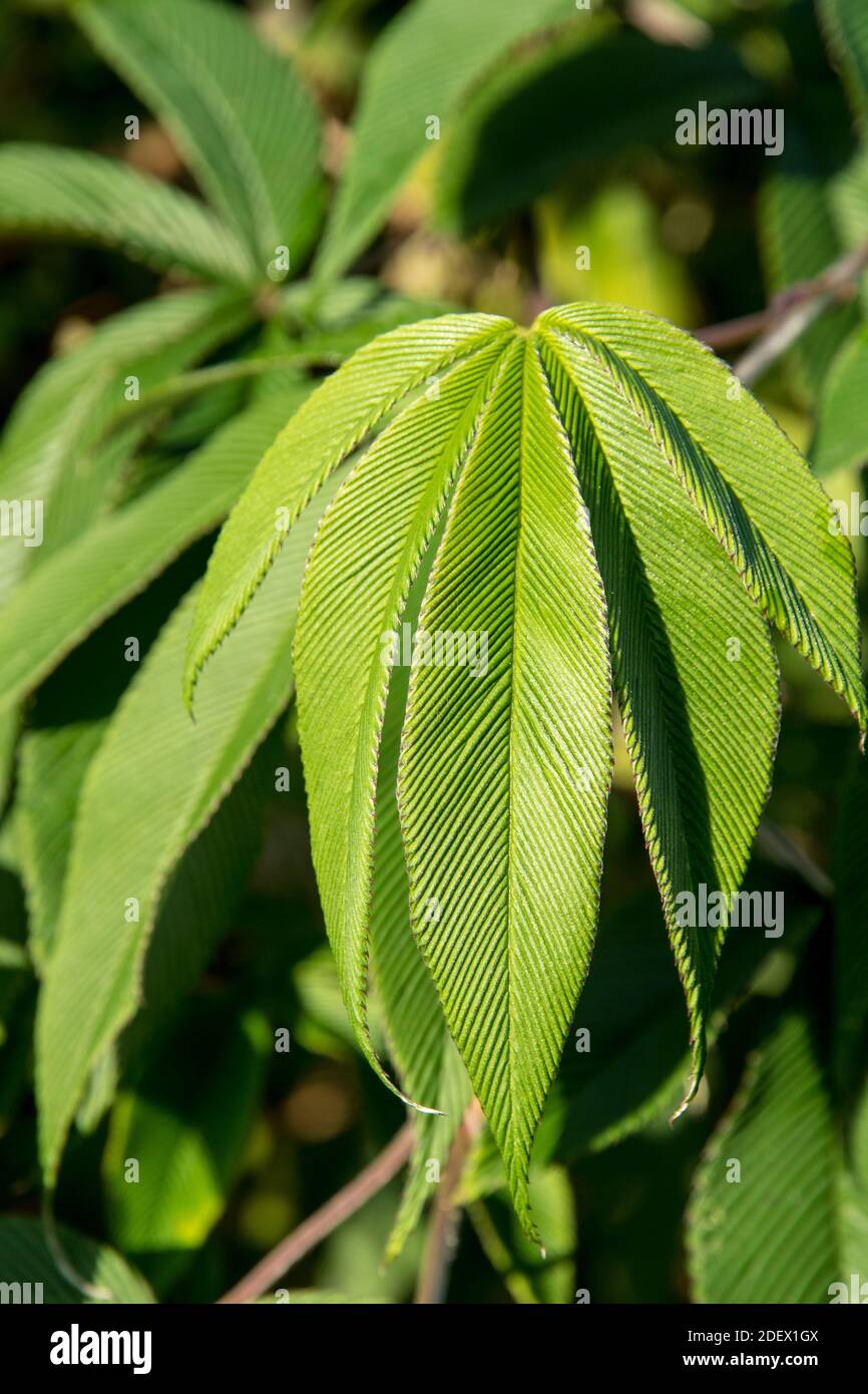 Leaves of Rubus lineatus Stock Photo - Alamy