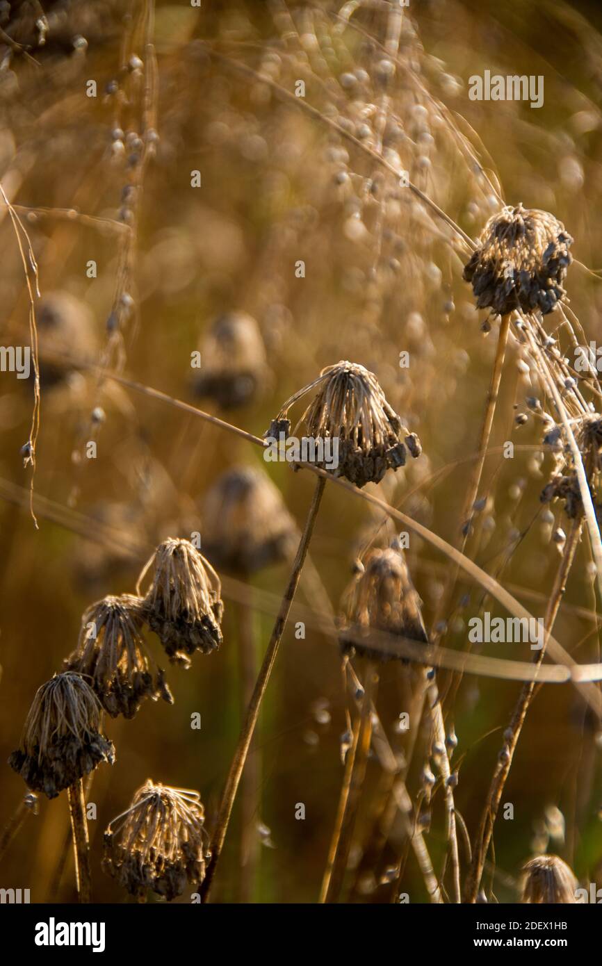 Allium seed heads hi-res stock photography and images - Alamy