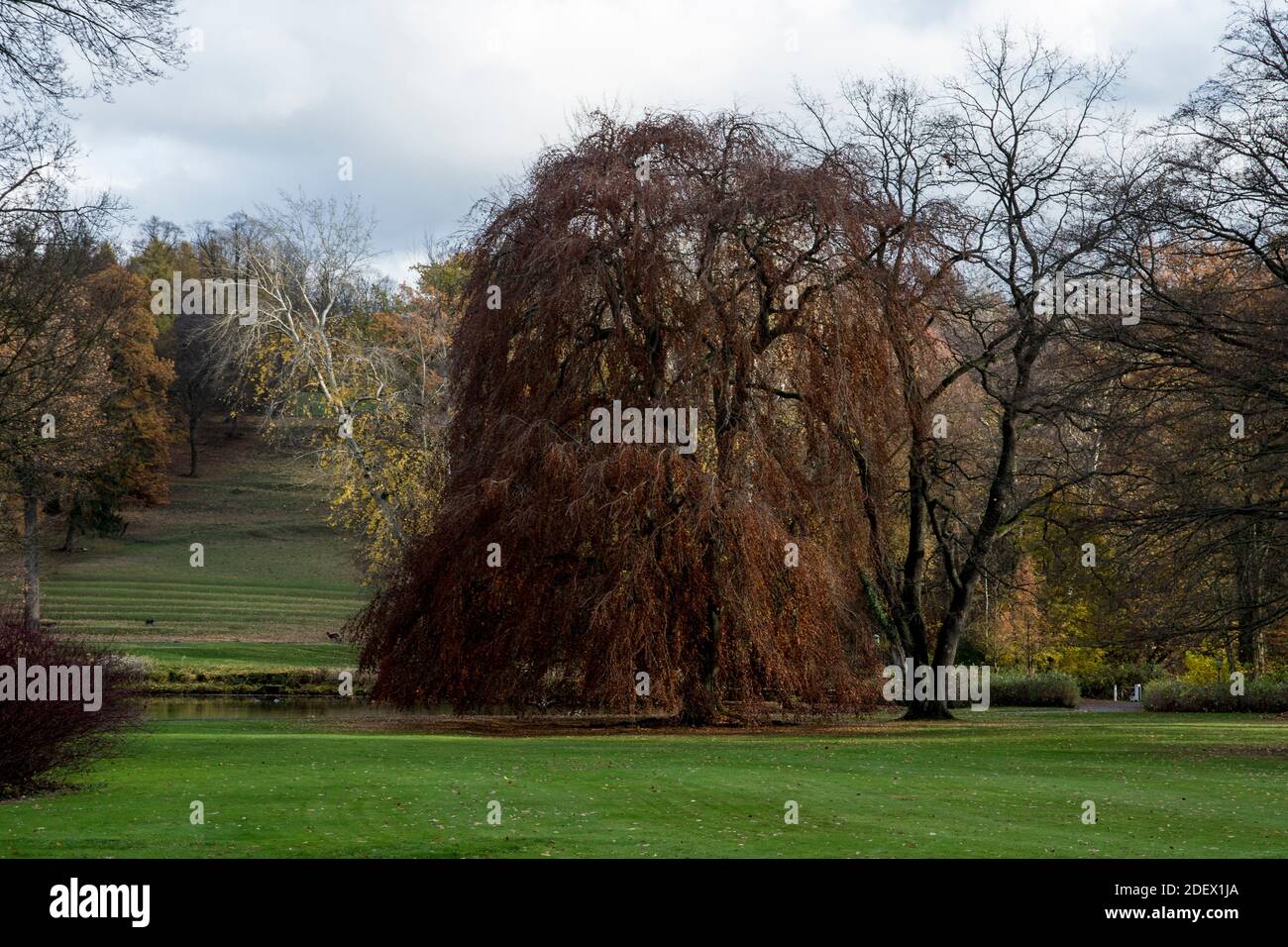 Fagus sylvatica pendula hi-res stock photography and images - Alamy