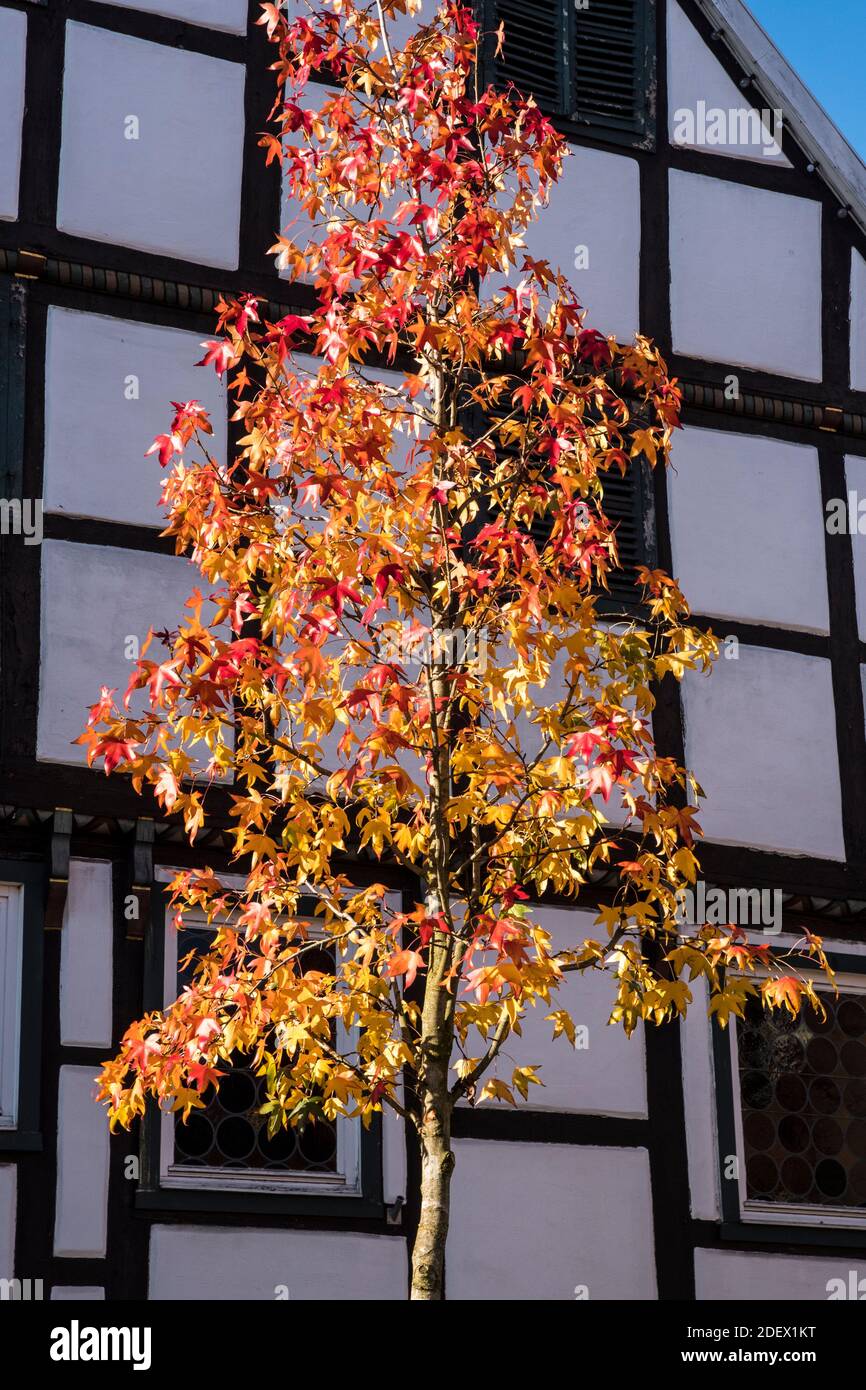 Autumn colors of Liquidambar styraciflua Stock Photo - Alamy