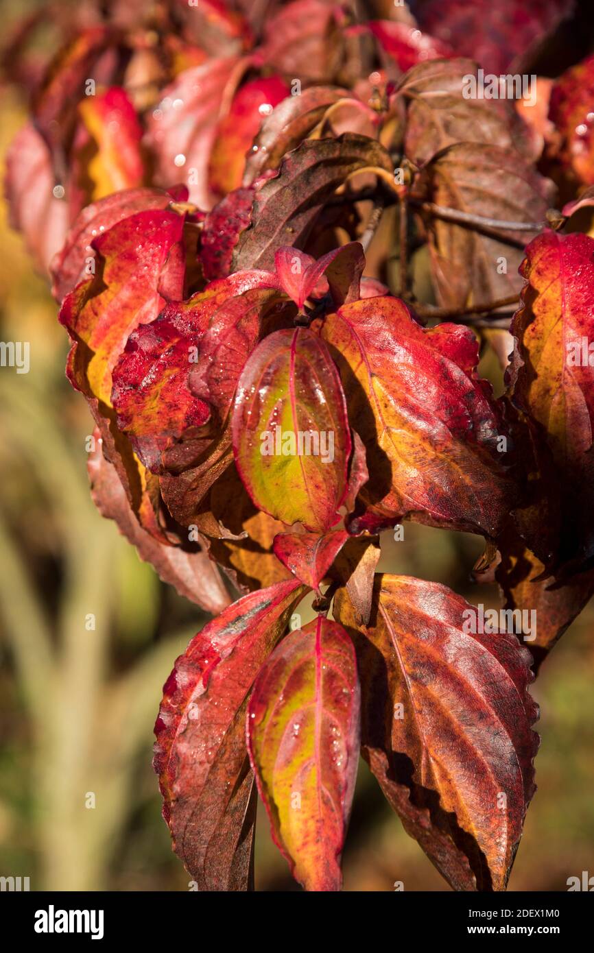 Autumn colors of Cornus kousa Stock Photo - Alamy
