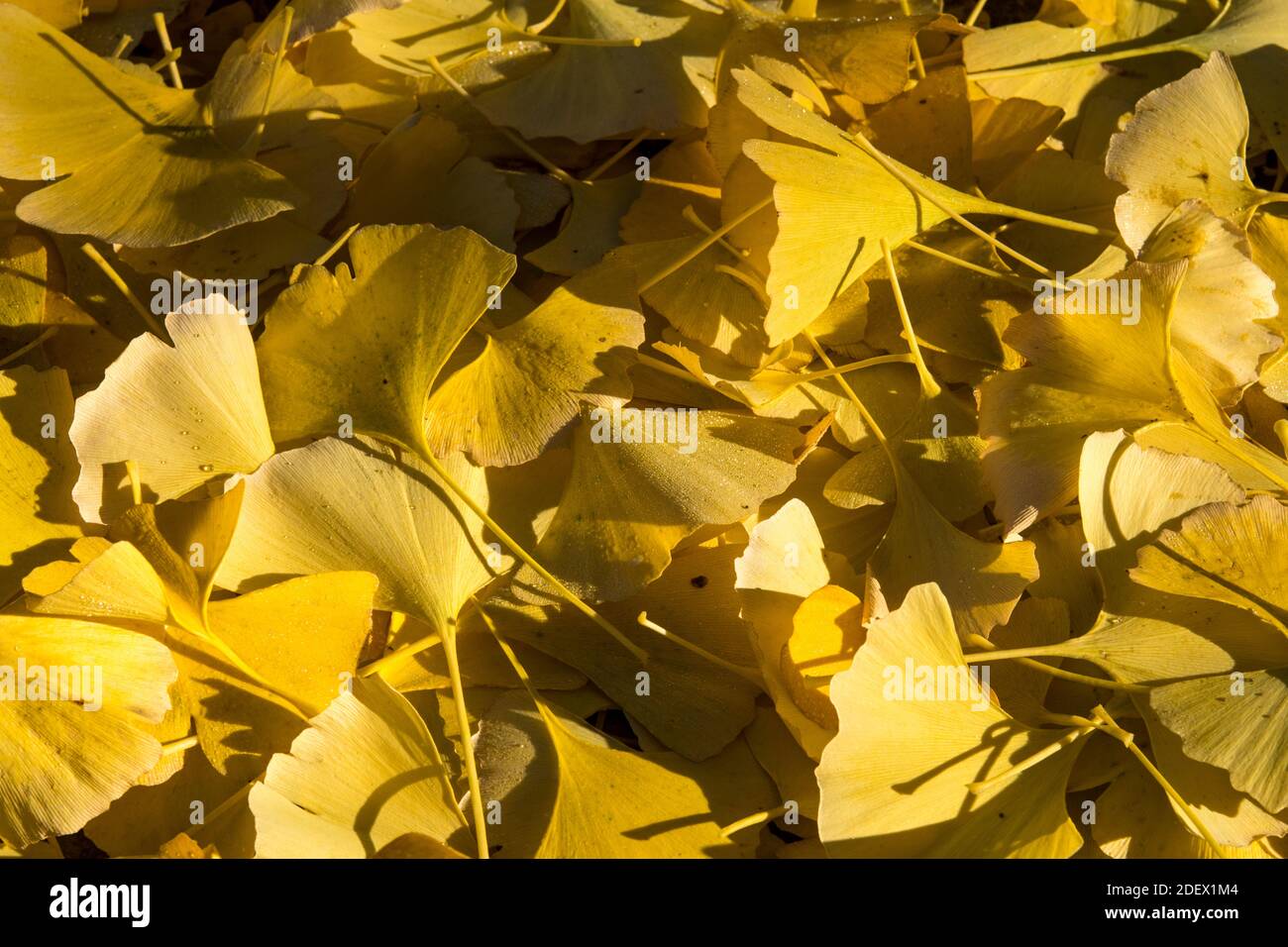 Autumn colors of Ginkgo biloba Stock Photo - Alamy