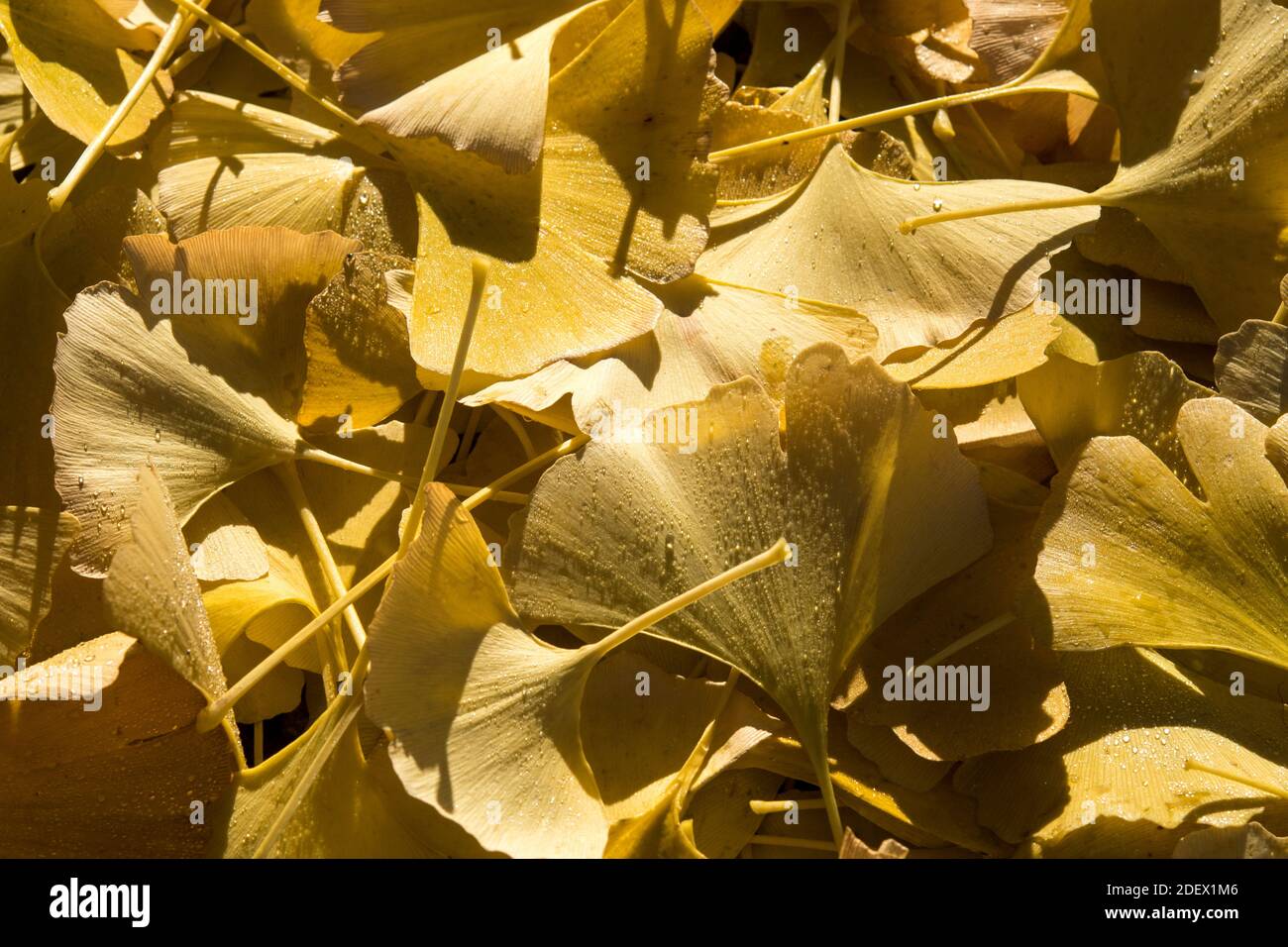 Autumn colors of Ginkgo biloba Stock Photo - Alamy