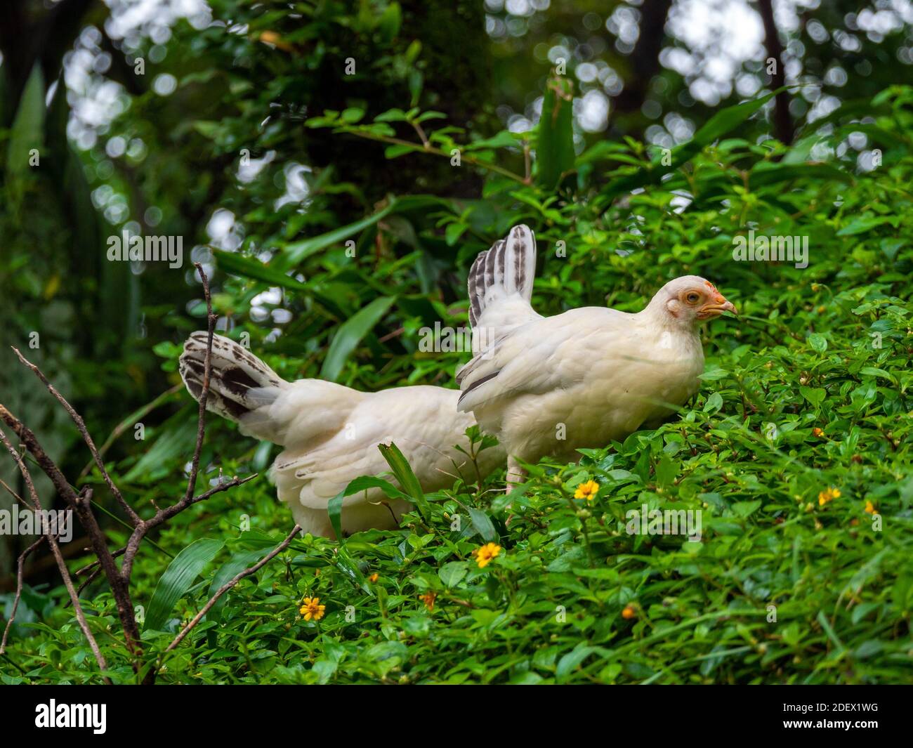 White Chickens Climbing the Grass-Filled Mountain Stock Photo - Alamy