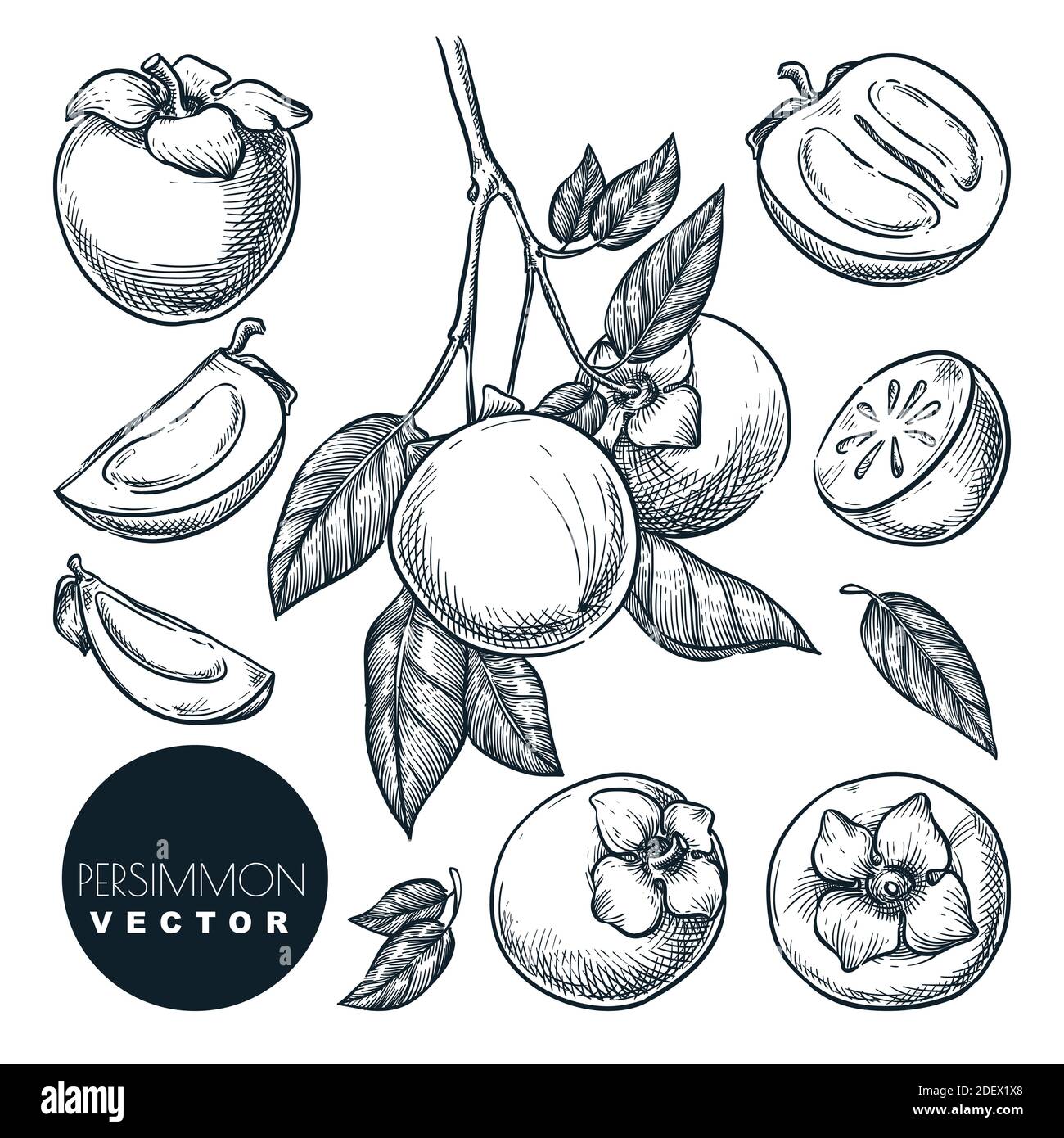Persimmon set. Hand drawn sketch vector illustration. Tropical fruits ...