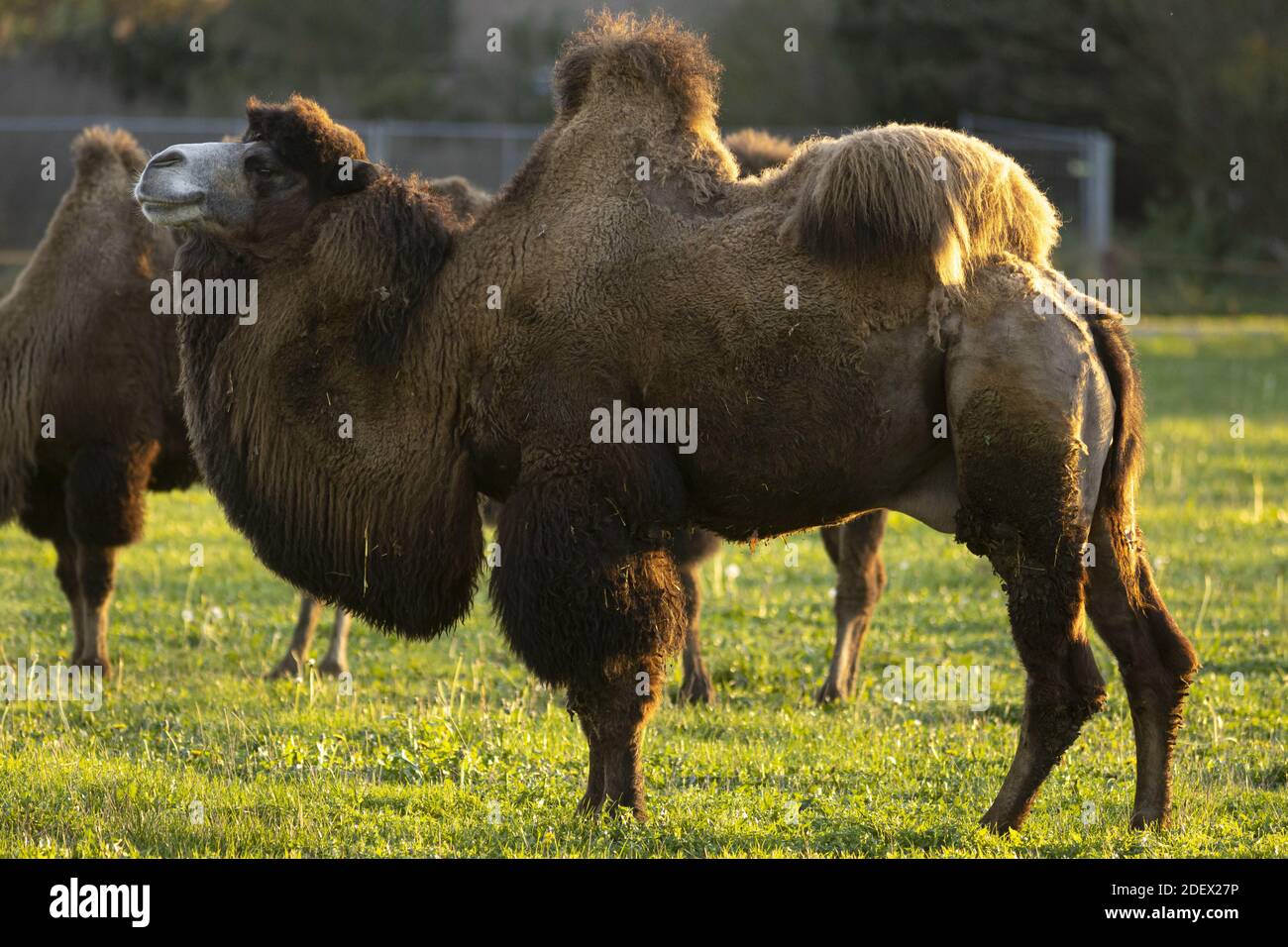 Male Bactrian camel in a green meadow farmland field in The Netherlands ...