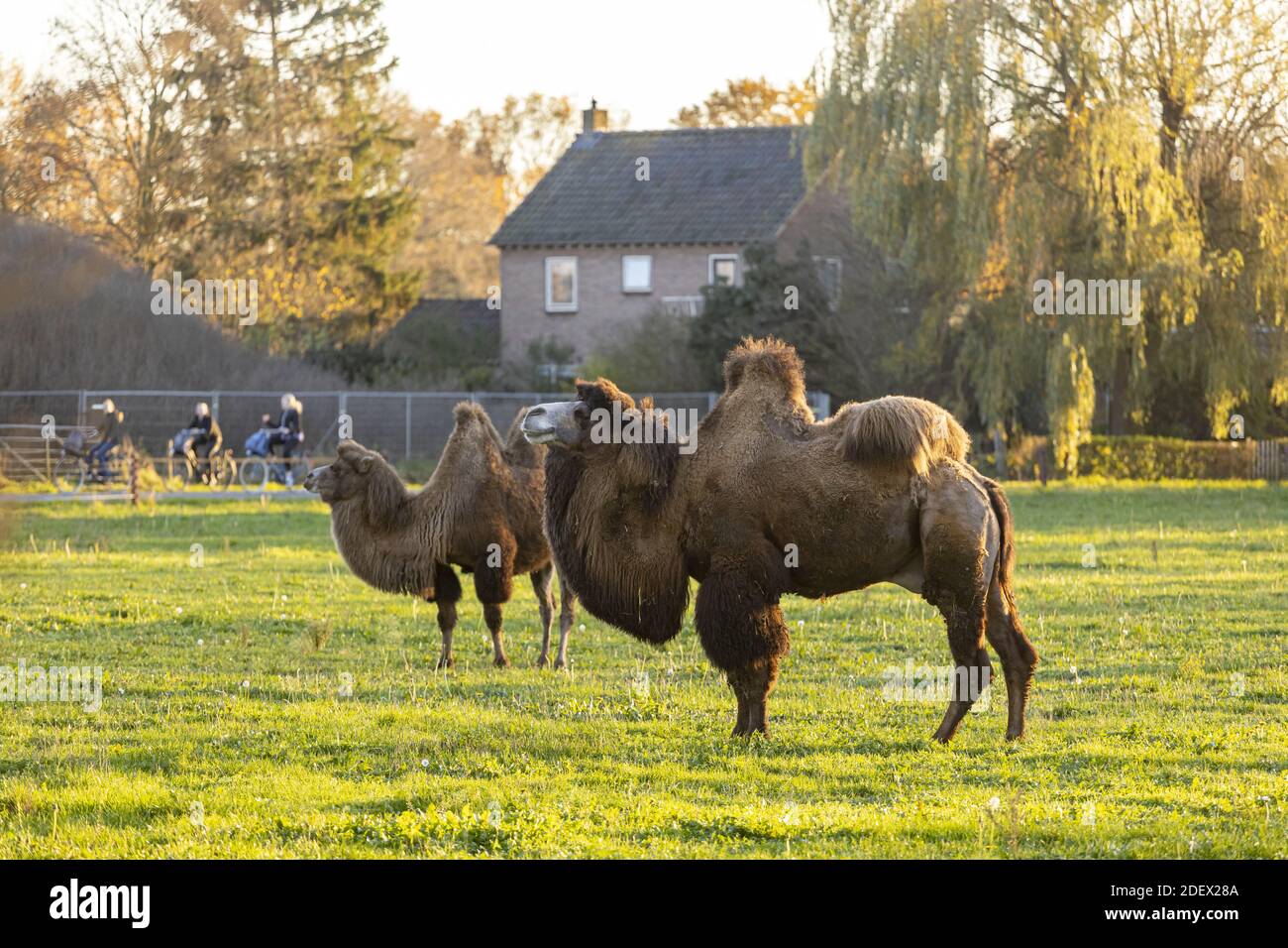 Two Bactrian camels in a green meadow field in The Netherlands with ...