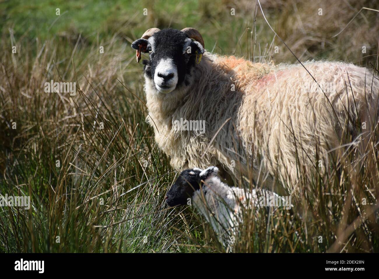 Sheep and Lamb Stock Photo - Alamy
