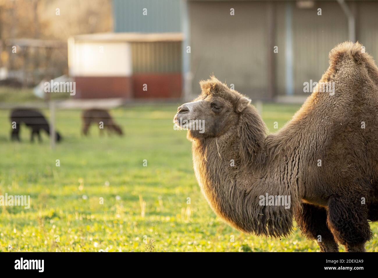 Single Bactrian camel in a green meadow field in The Netherlands with ...