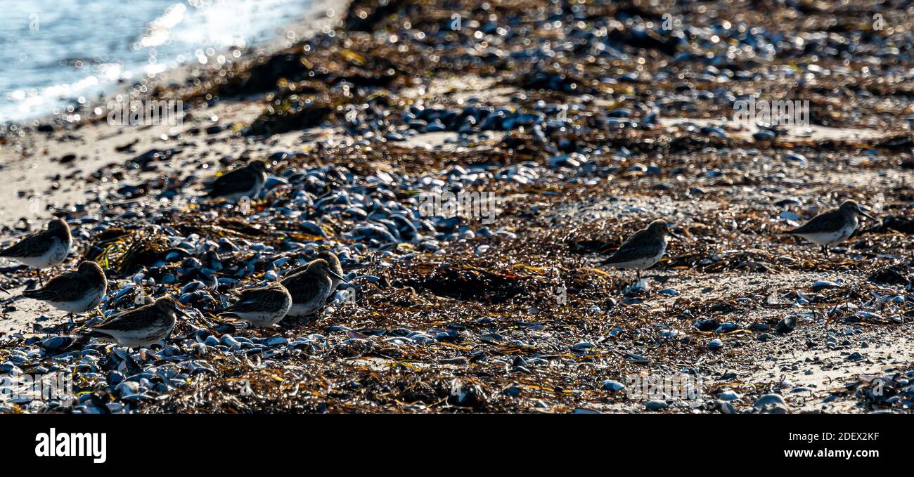 Flock of sanderling and sand piper wading birds foraging in the waters ...