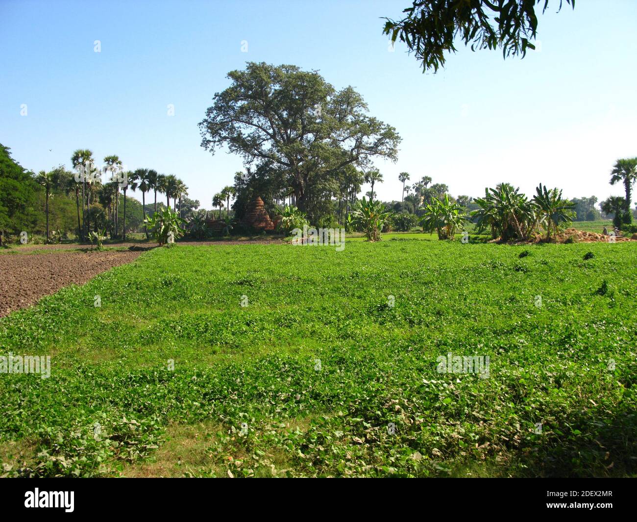 The rice field, in the small village, Myanmar Stock Photo - Alamy