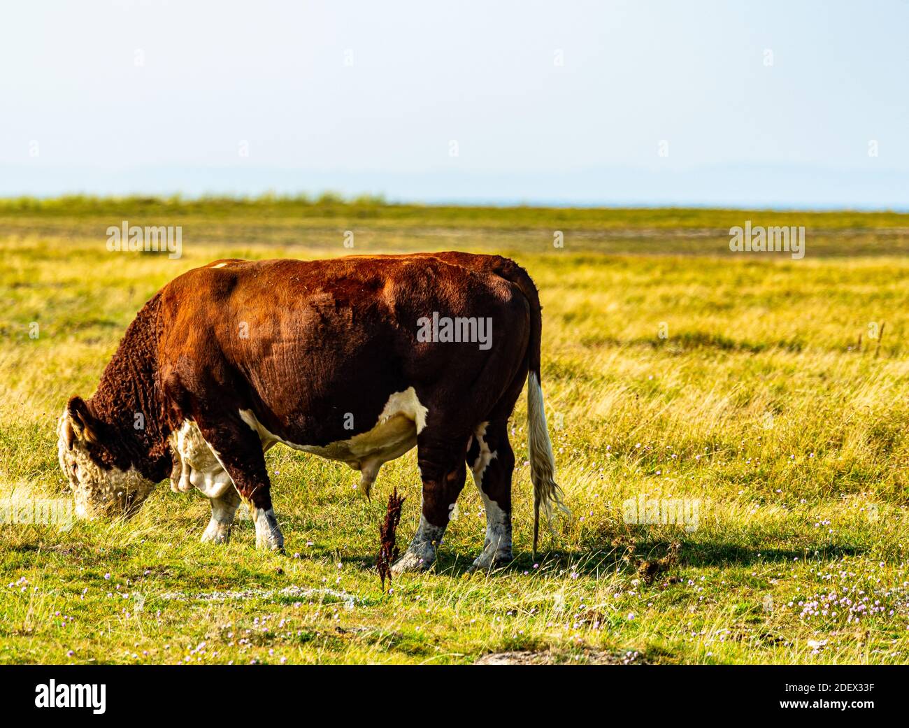 Hereford cow eating hay hi-res stock photography and images - Alamy
