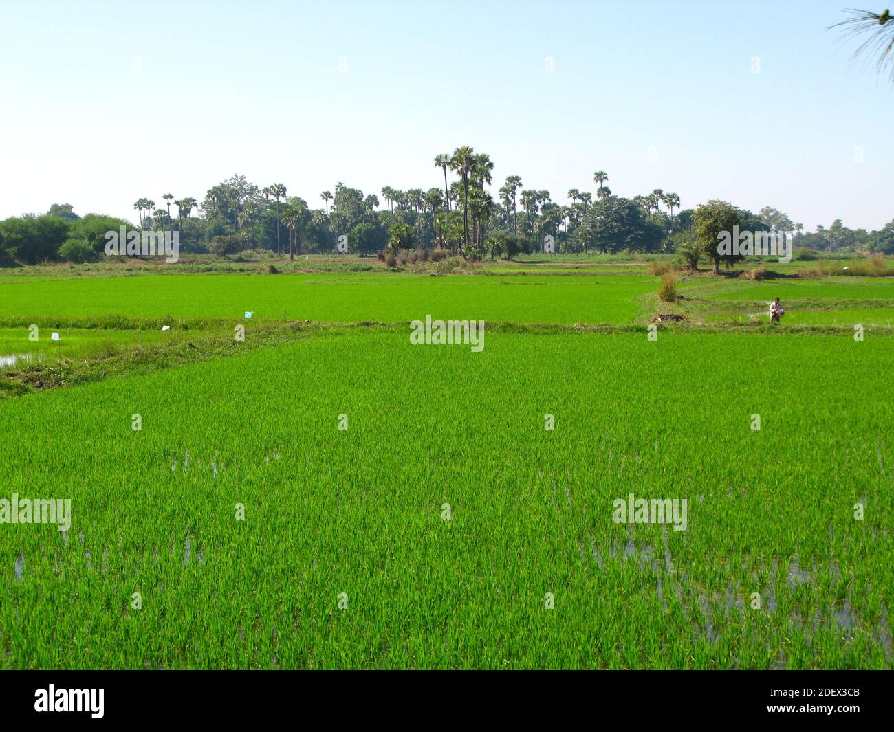 The rice field, in the small village, Myanmar Stock Photo - Alamy