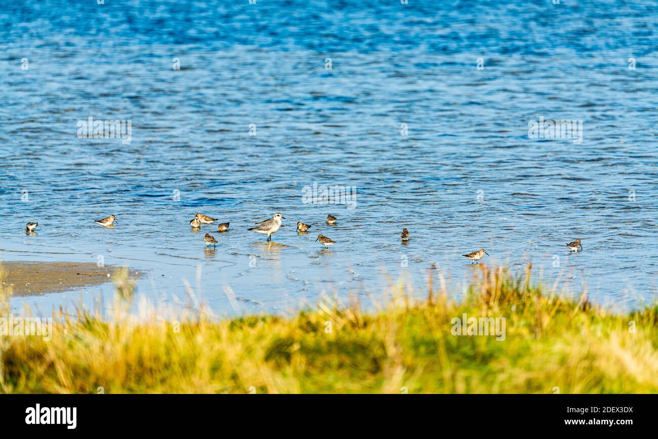 Flock of sanderling and sand piper wading birds foraging in the waters ...