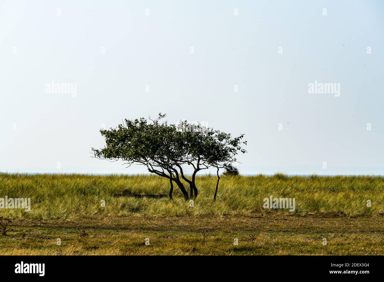 Tree bend wind hi-res stock photography and images - Alamy